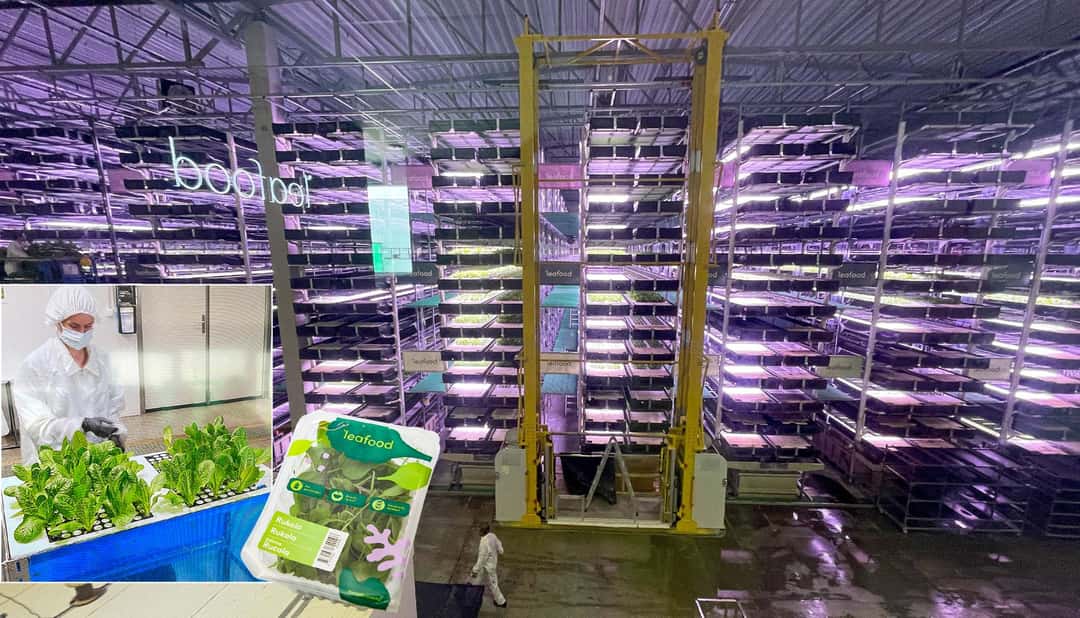 Leafood Vertical Farming: Salat und Kräuter auf 15 Etagen | profi